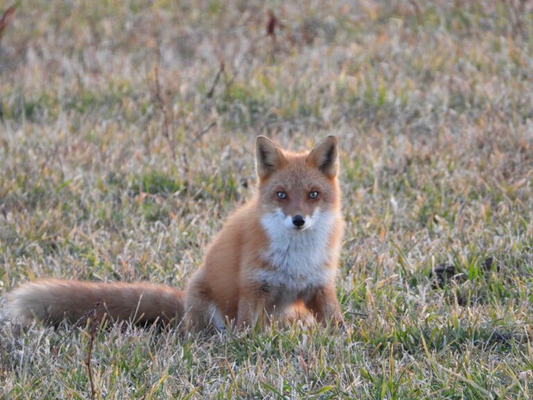 Japanese Red Fox – Habitat, Behavior & Photos | Wildlife of Japan