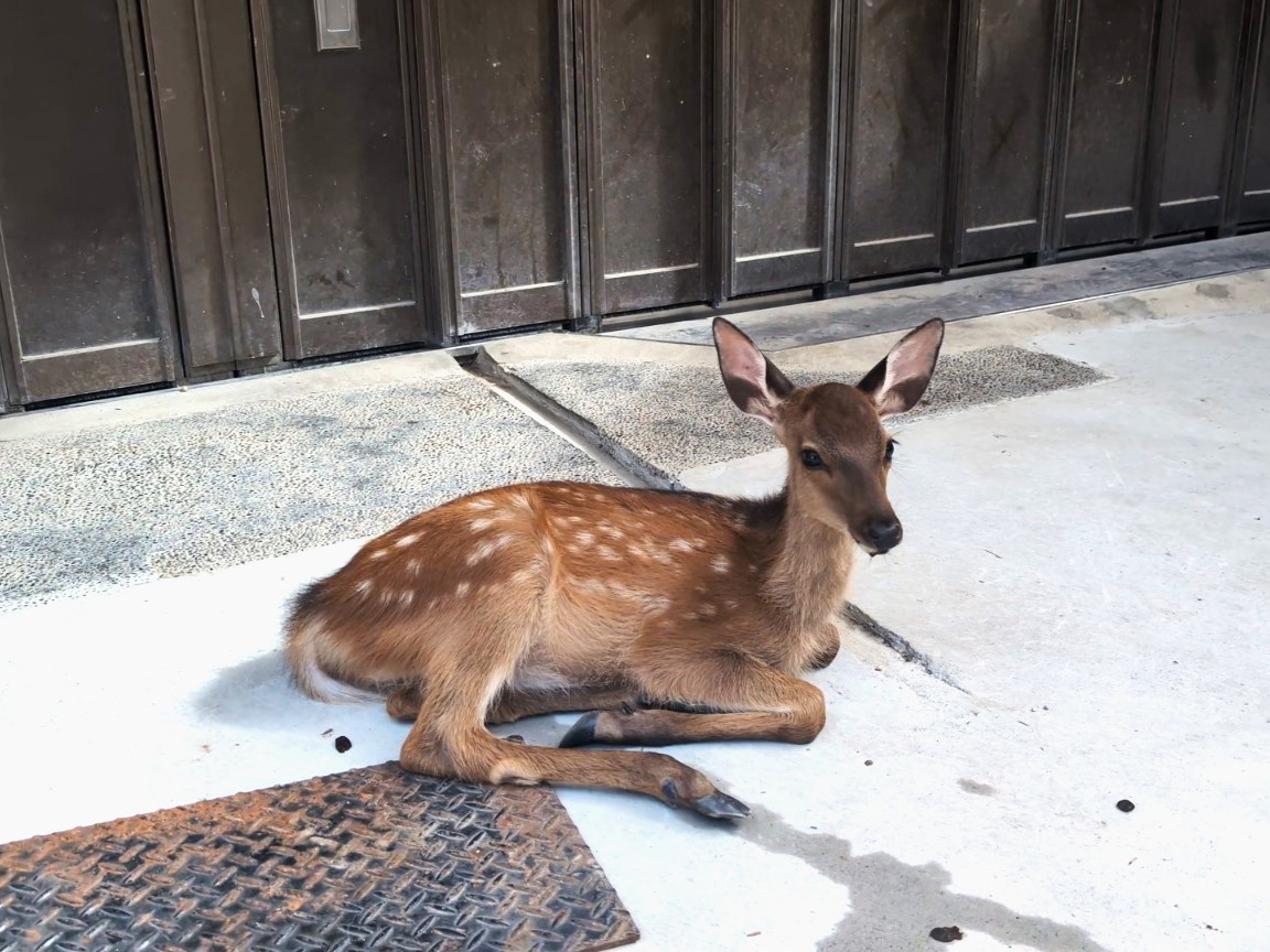 Miyajima Deer (Sika Deer) Guide