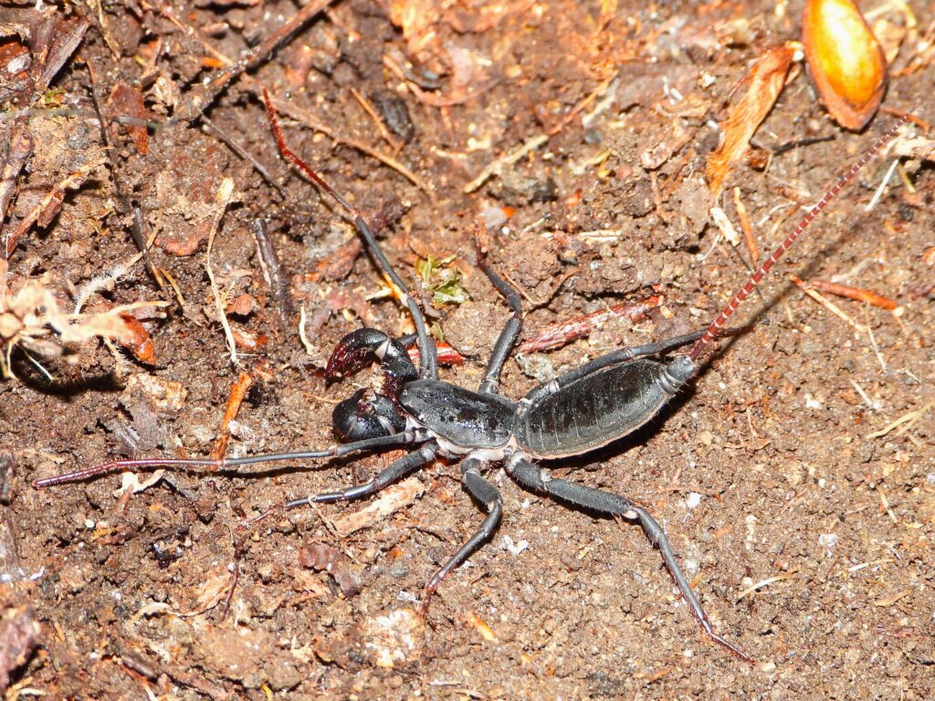 What Is the Japanese Crayfish? Japan’s Only Native Crayfish
