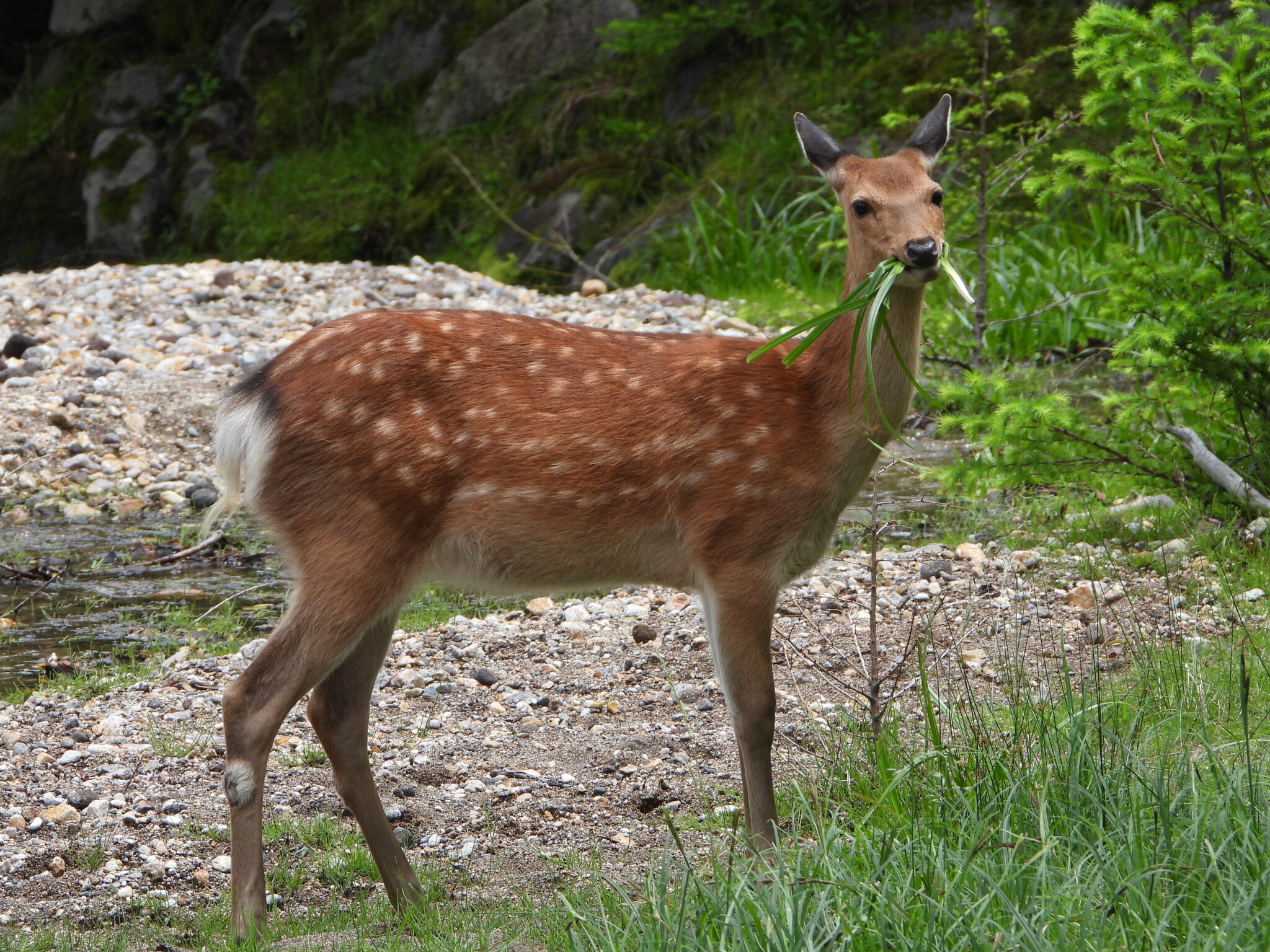 Sika Deer – Where to See in Japan | Wildlife of Japan