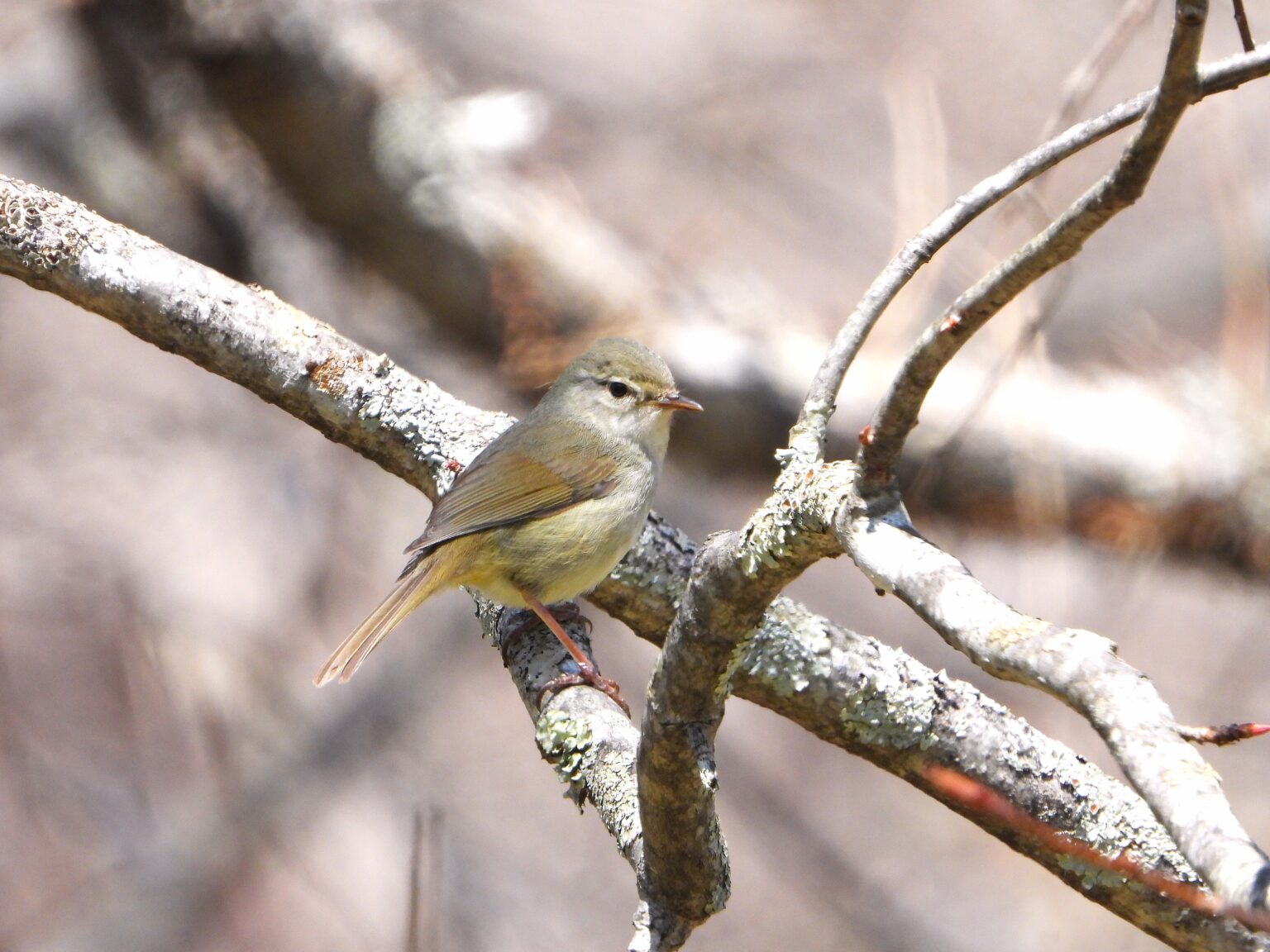 Birds in Japan: Complete Guide to Common & Iconic Species