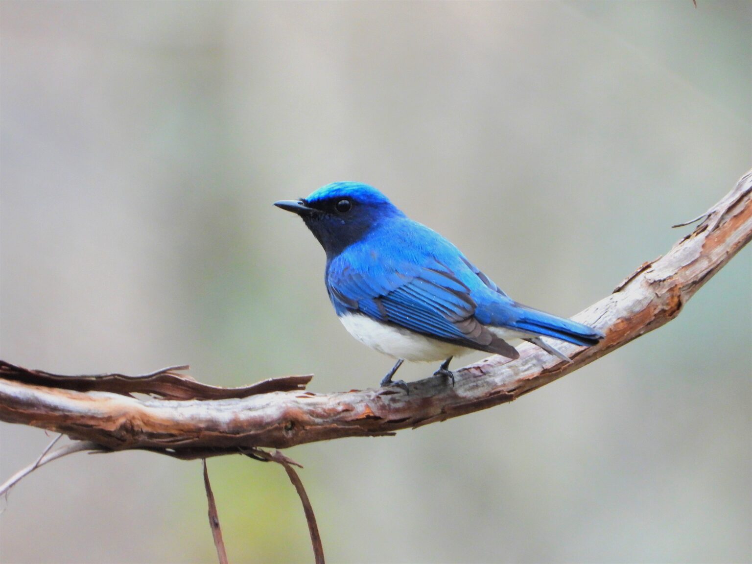 Blue-and-White Flycatcher – Where to See in Japan | Wildlife of Japan