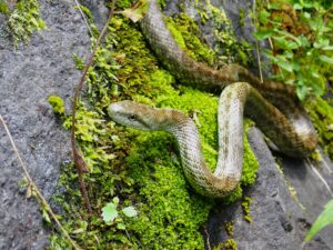 Japanese Rat Snake – Identification & Facts | Wildlife of Japan