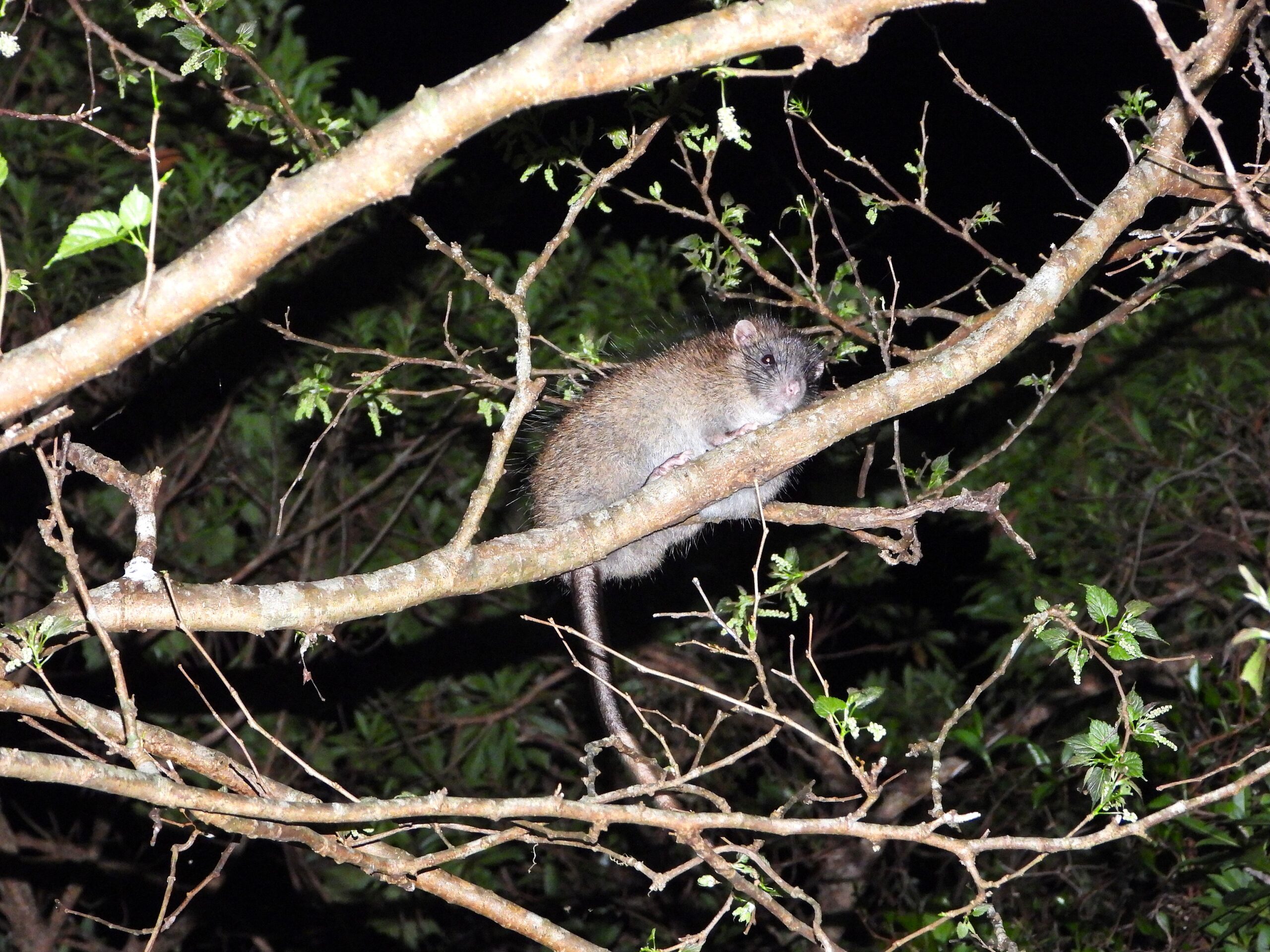 Ryukyu Long-haired Rat – Rare Rodent | Wildlife of Japan