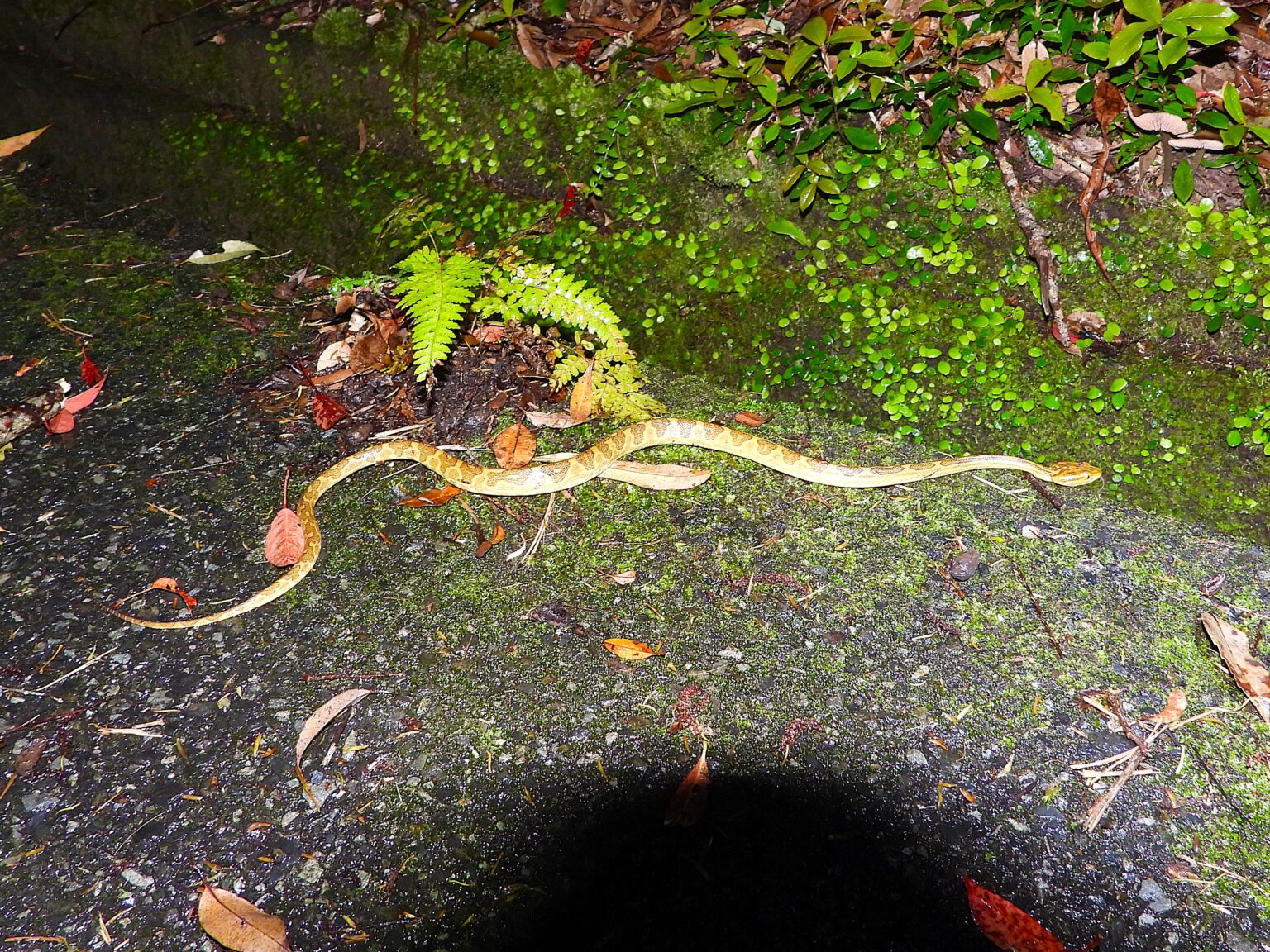 Habu – Japan’s Most Dangerous Snake | Wildlife of Japan