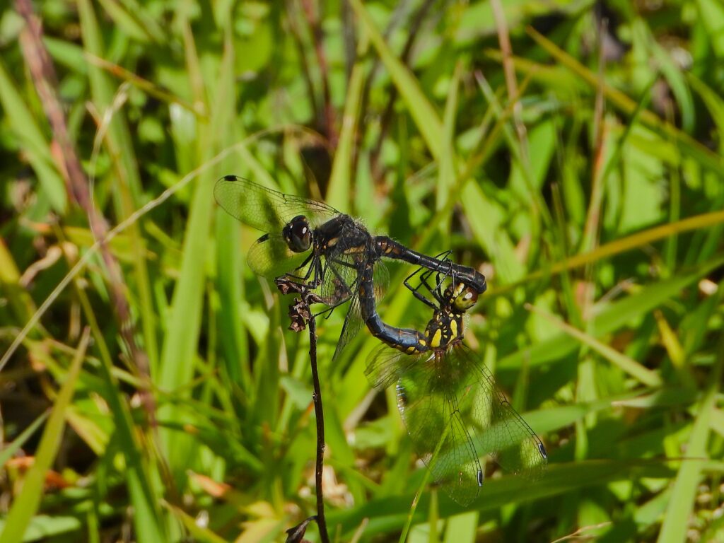Bekko Tombo – Endangered Dragonfly of Japan | Wildlife of Japan