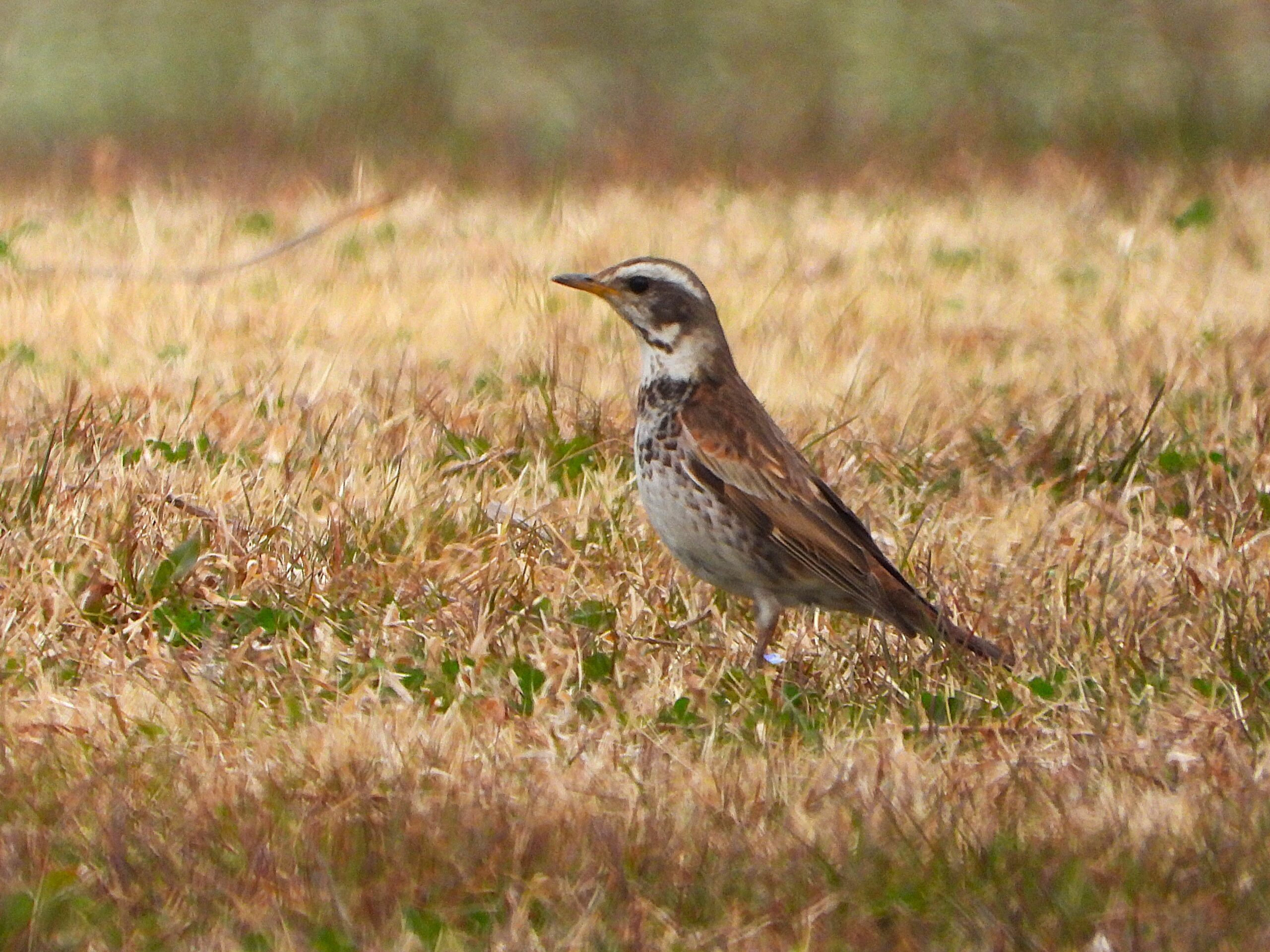 Dusky Thrush – Easy Identification | Wildlife of Japan