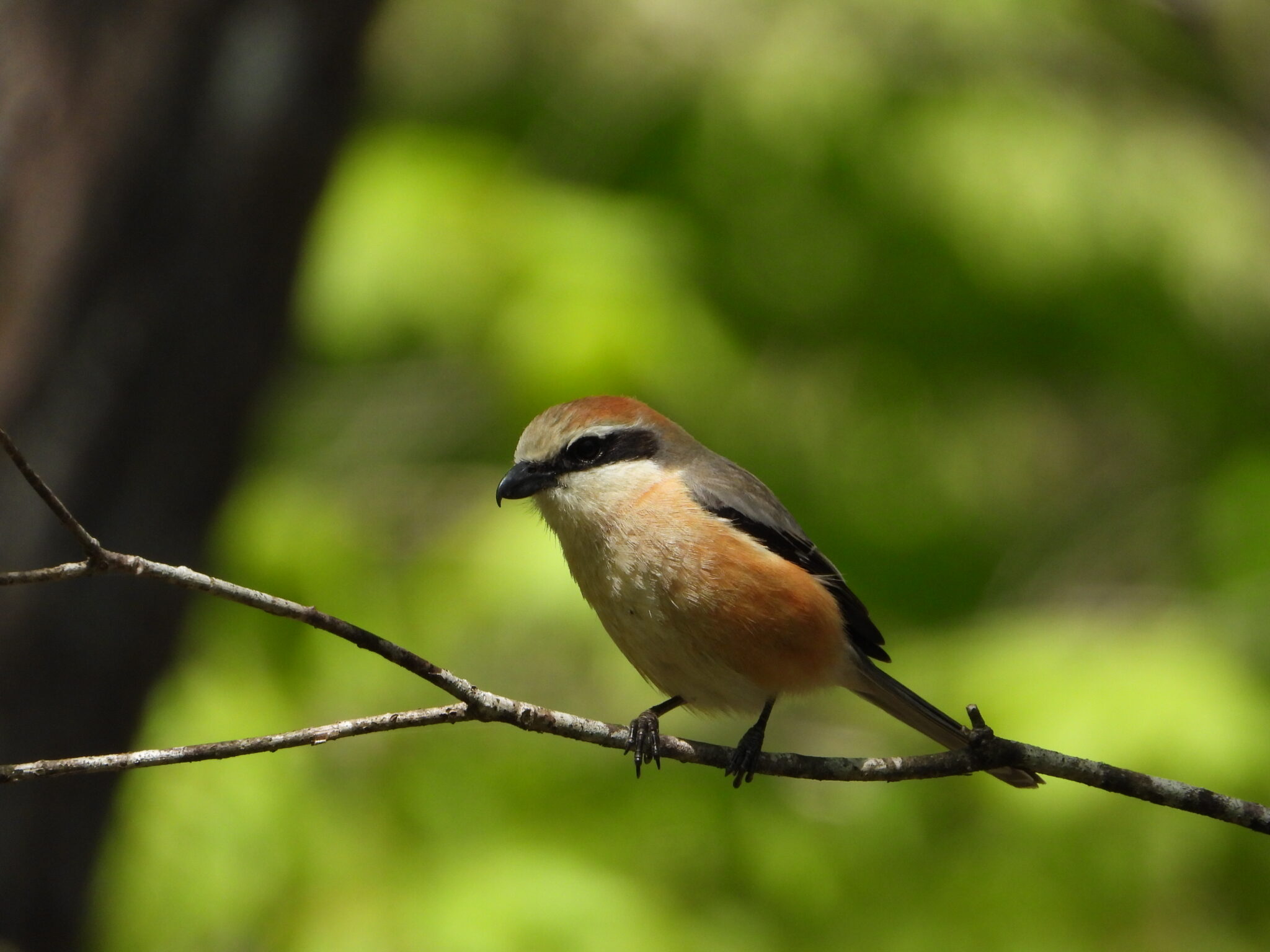 Birds in Japan: Complete Guide to Common & Iconic Species