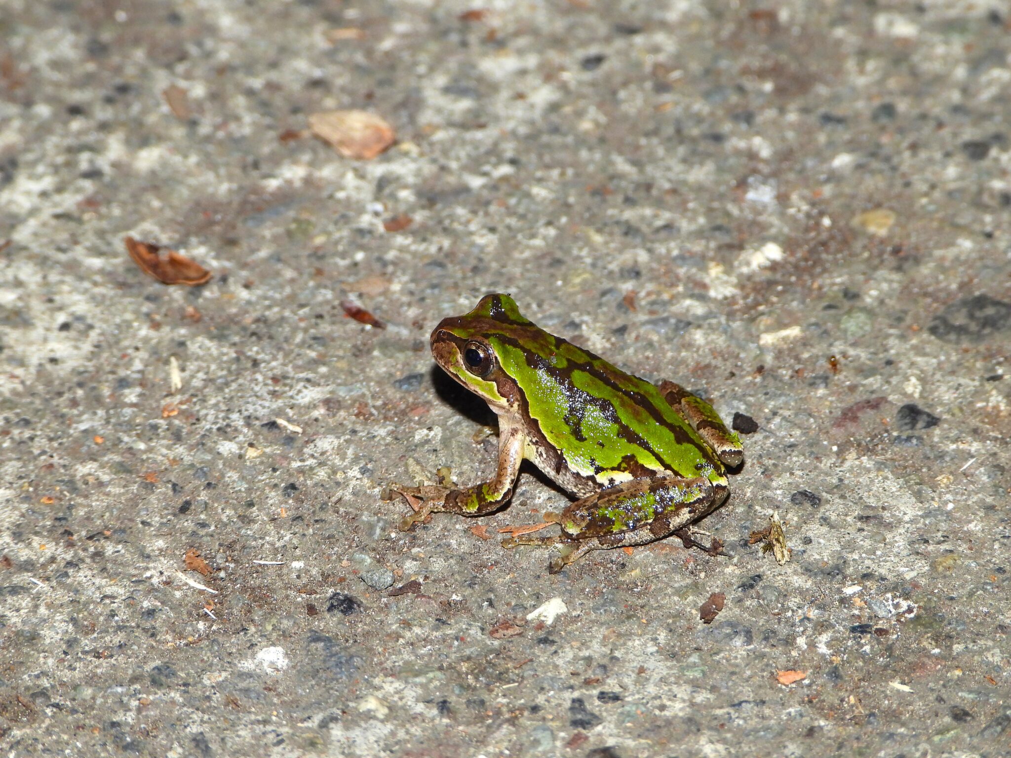 Eastern Japanese Tree Frog – Photos & Facts | Wildlife of Japan