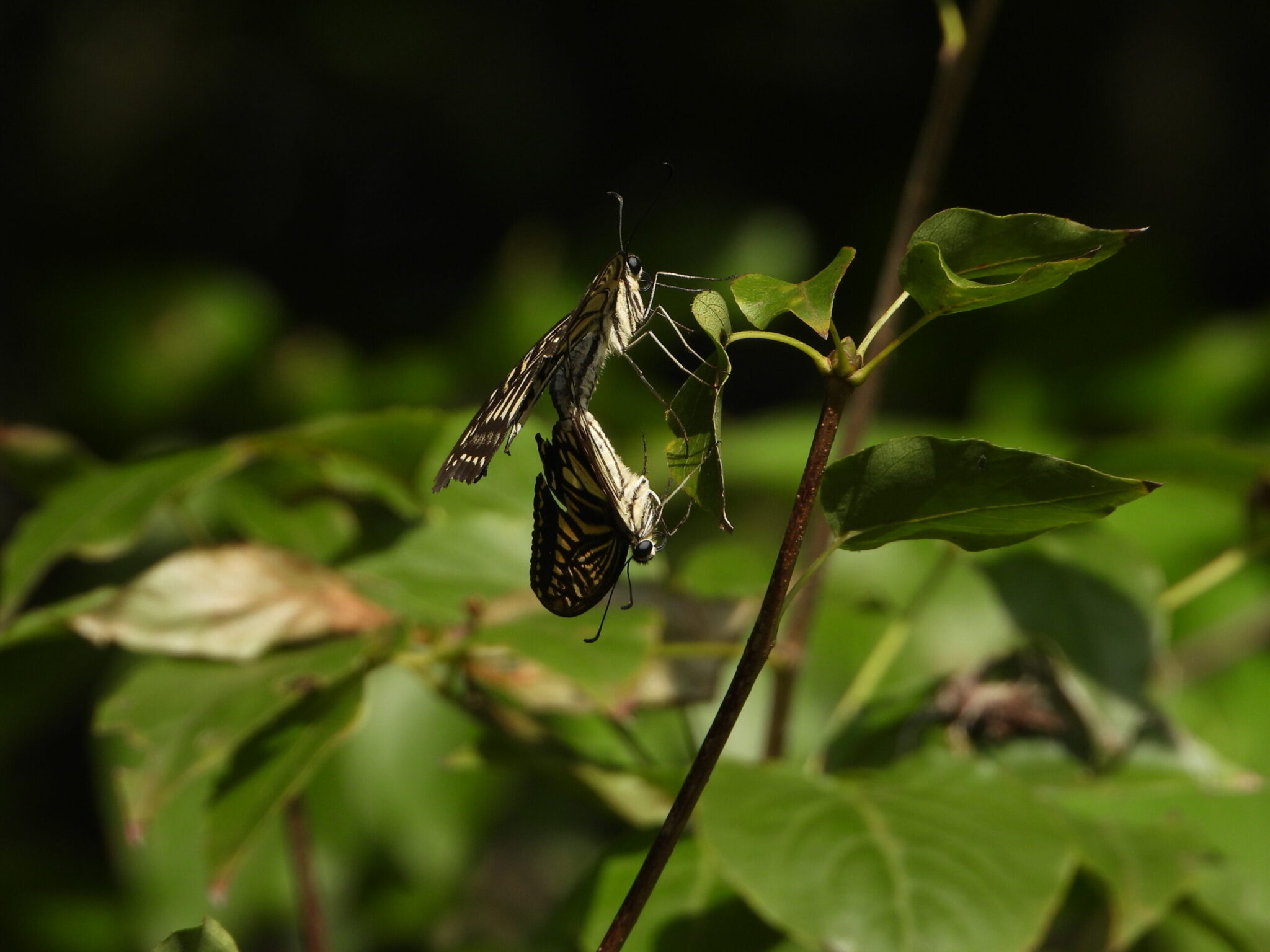 Asian Swallowtail – Photos & Identification | Wildlife of Japan