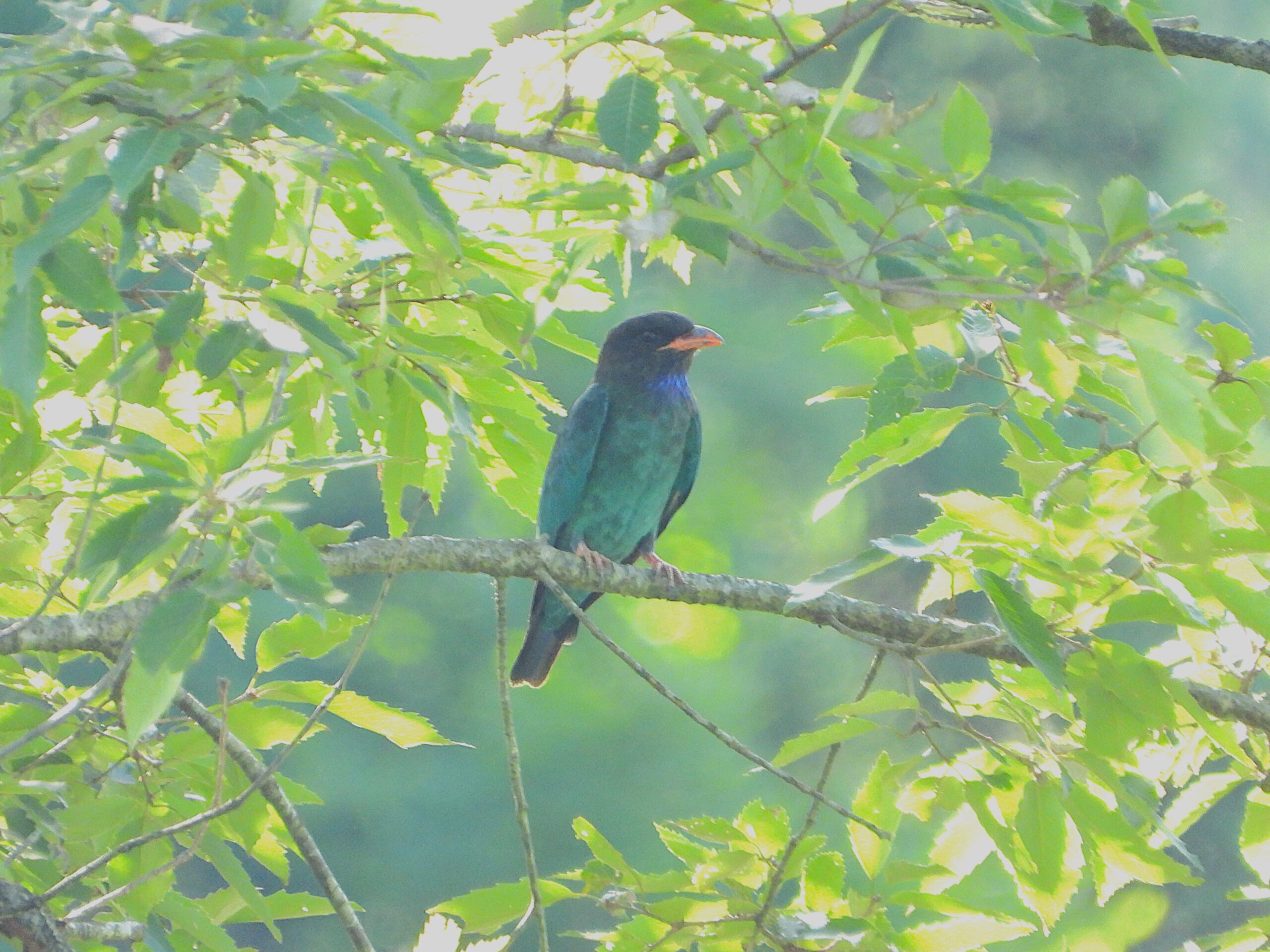 Oriental Dollarbird – Where to See in Japan | Wildlife of Japan