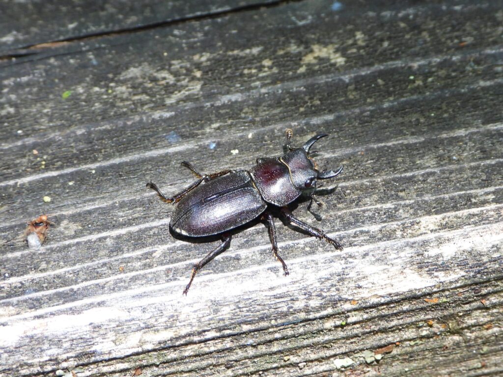 Japanese Rhinoceros Beetle – Facts | Wildlife of Japan