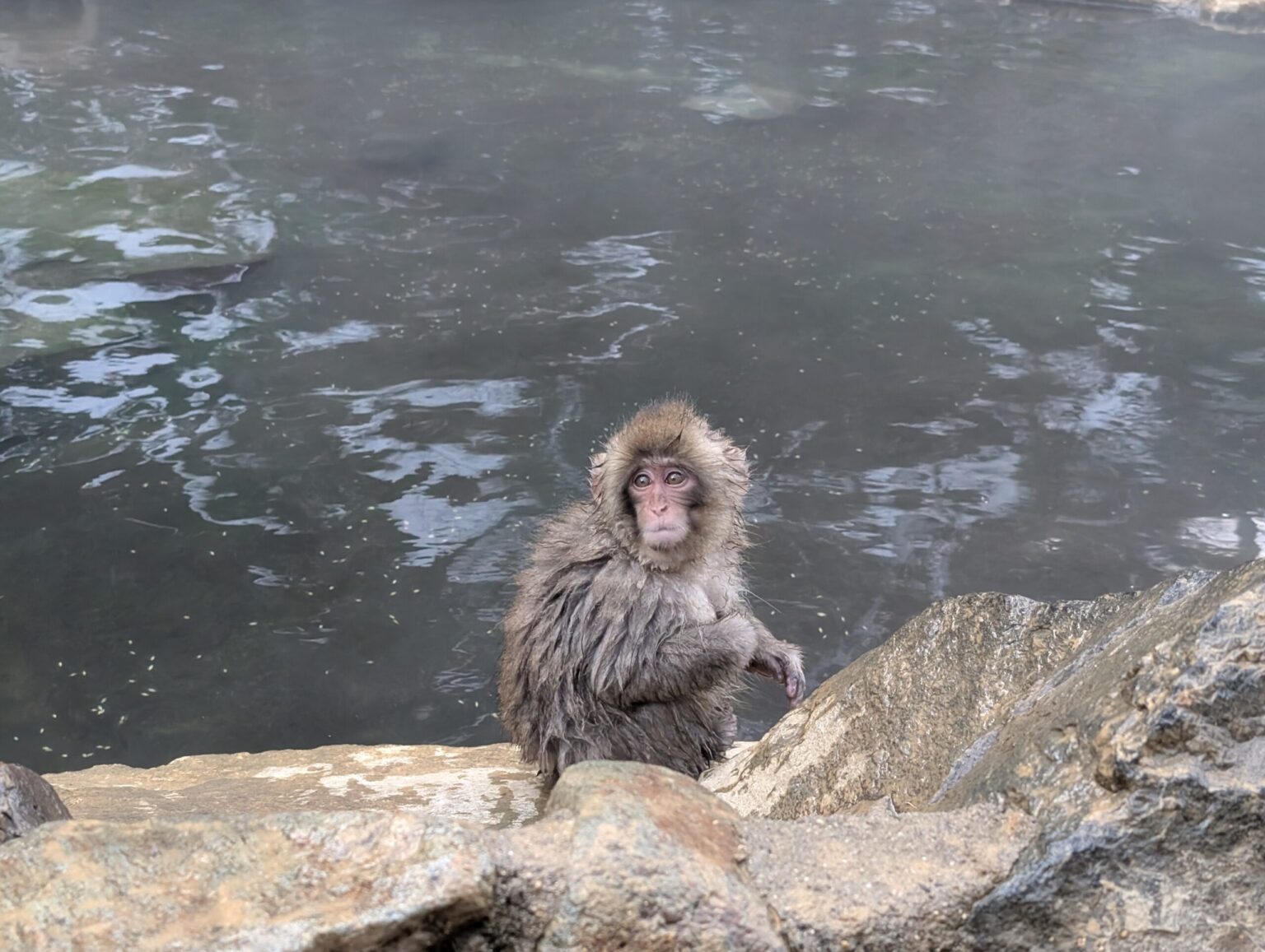 Why Do Snow Monkeys Bathe in Hot Springs?