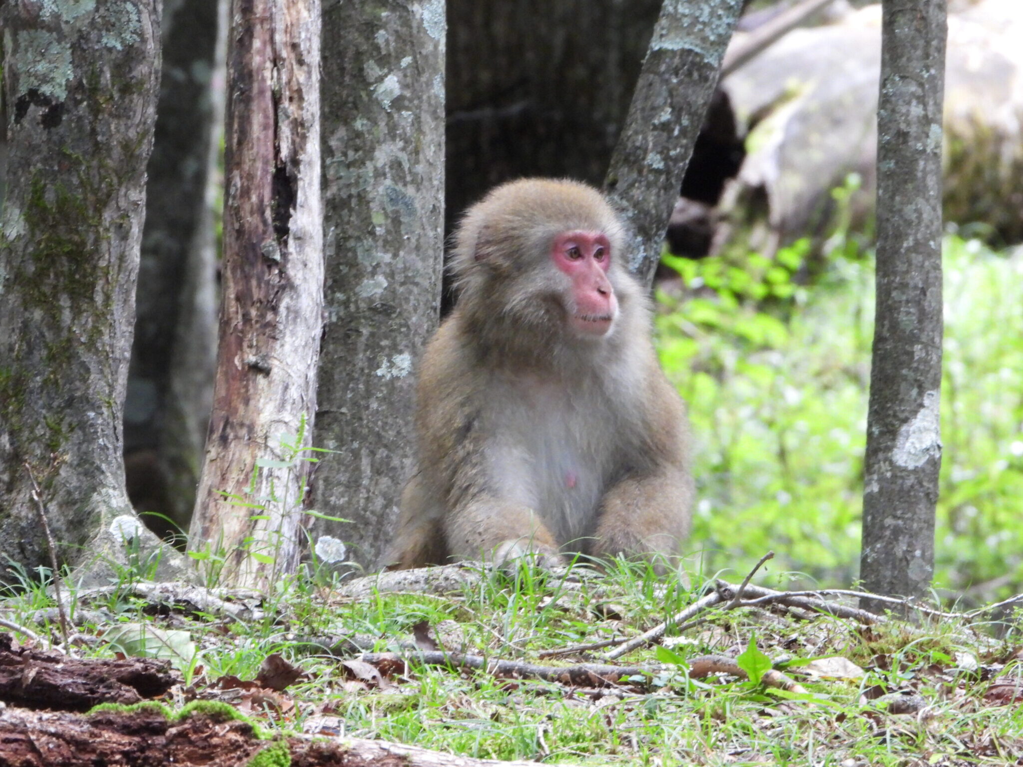 What Wildlife Can You See in Kamikochi? Mountain Nature Guide