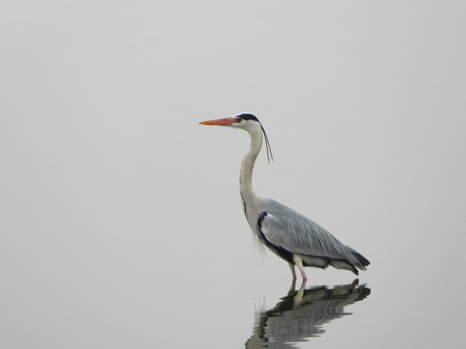 Wildlife in Osaka: Nature Within Japan’s Second-Largest City