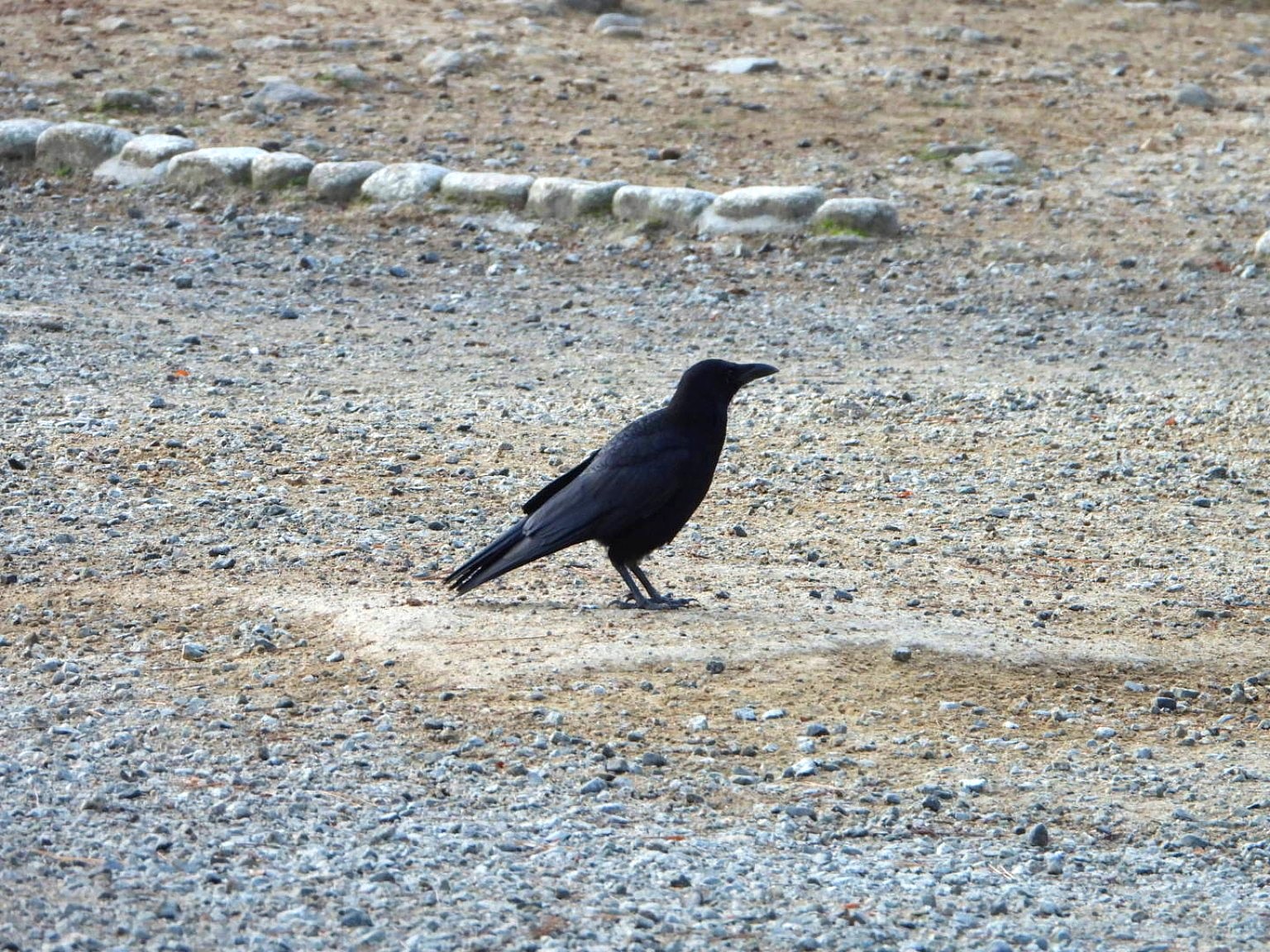 Why Are There So Many Crows in Japan?